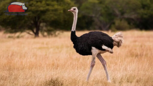 Giống gia cầm gồm những con vật nào?