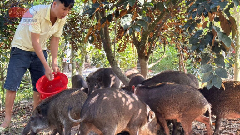 Mô hình và kỹ thuật nuôi heo rừng lai thả vườn