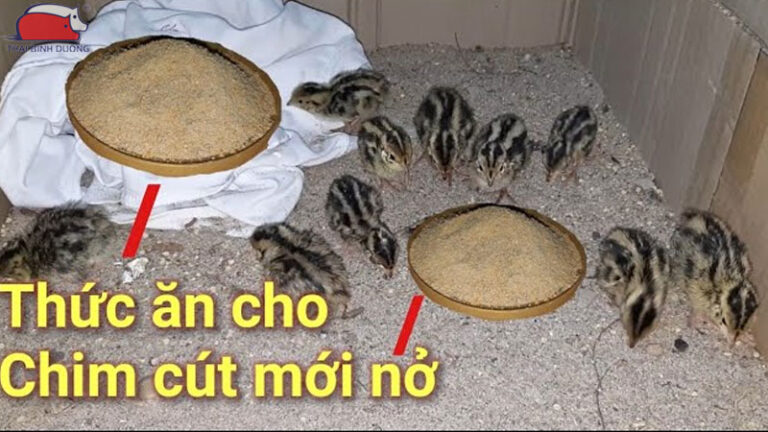 Tổng hợp các loại thức ăn cho chim cút và bảng giá cám chi tiết